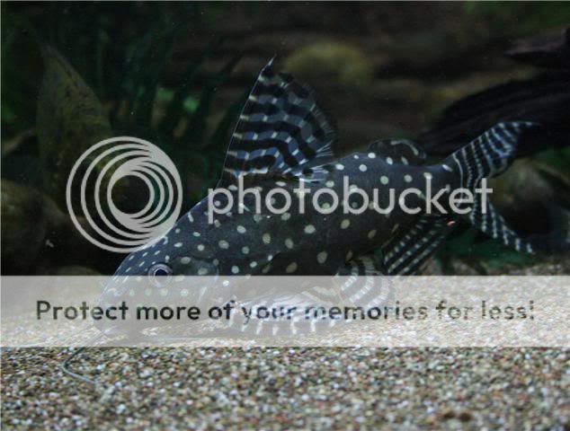 Synodontis angelicus - Alchetron, The Free Social Encyclopedia