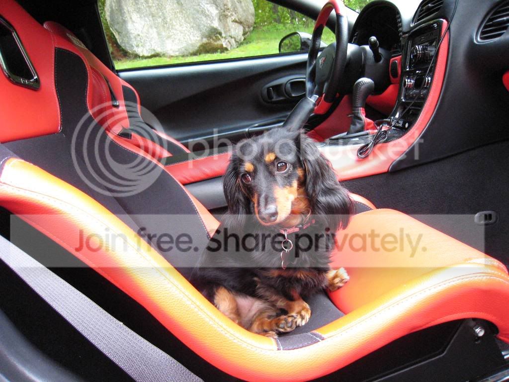 Dog/Pet in the passenger seat: Pics - Page 2 - CorvetteForum ...
